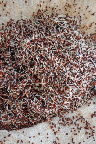 SiriMart Sprouted Red Finger Millet Flour, 1kg - SiriMart