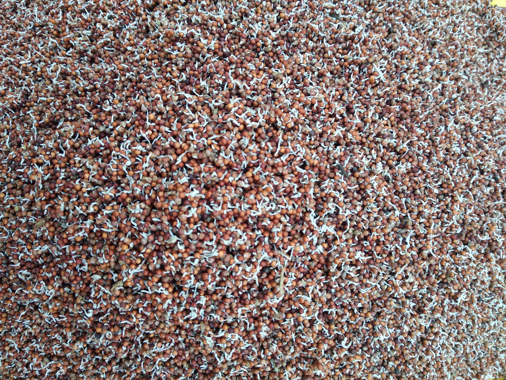 SiriMart Sprouted Red Finger Millet Flour | 1kg - SiriMart